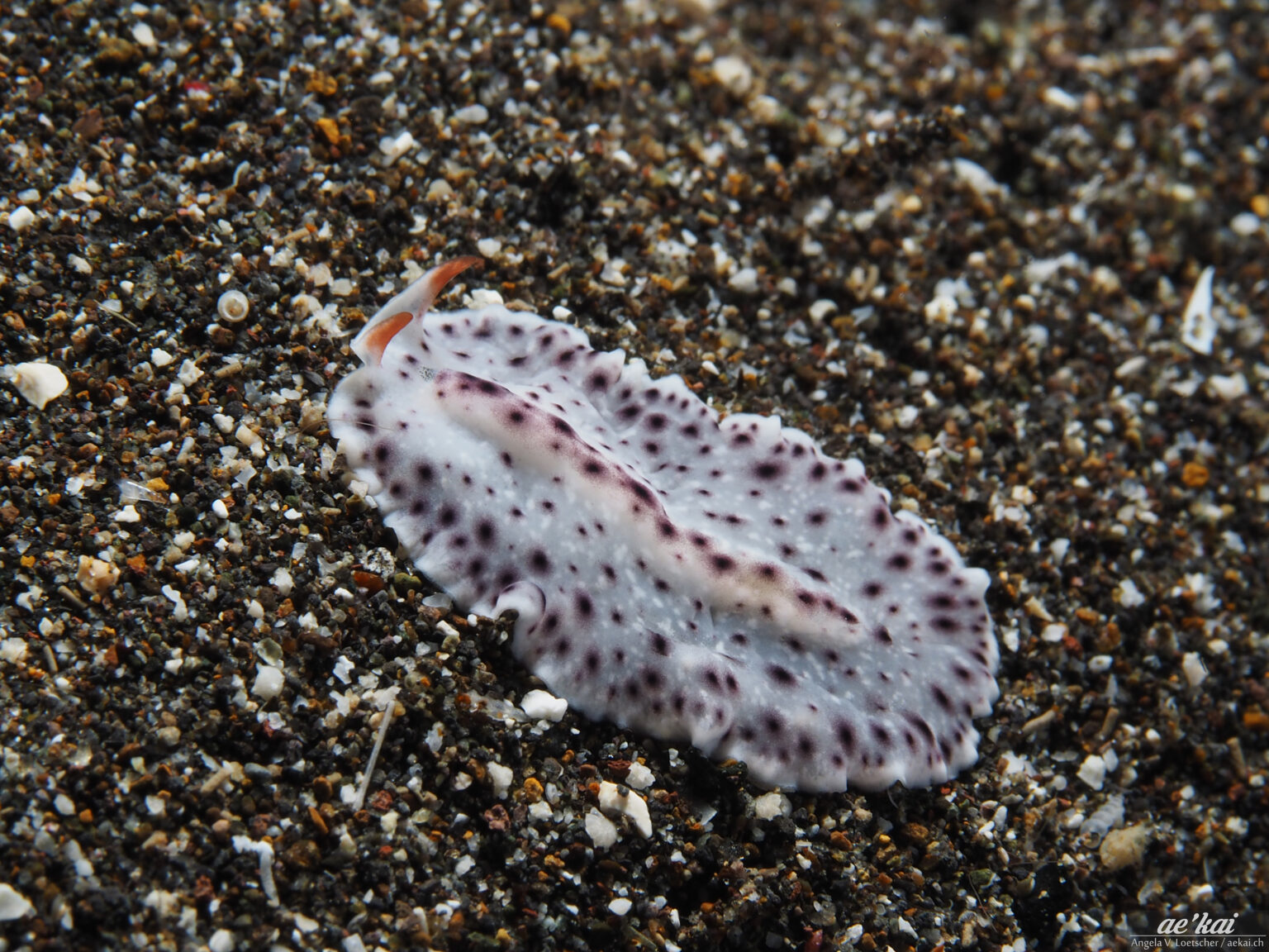 Polycladida – Angela V. Loetscher PHOTOGRAPHY