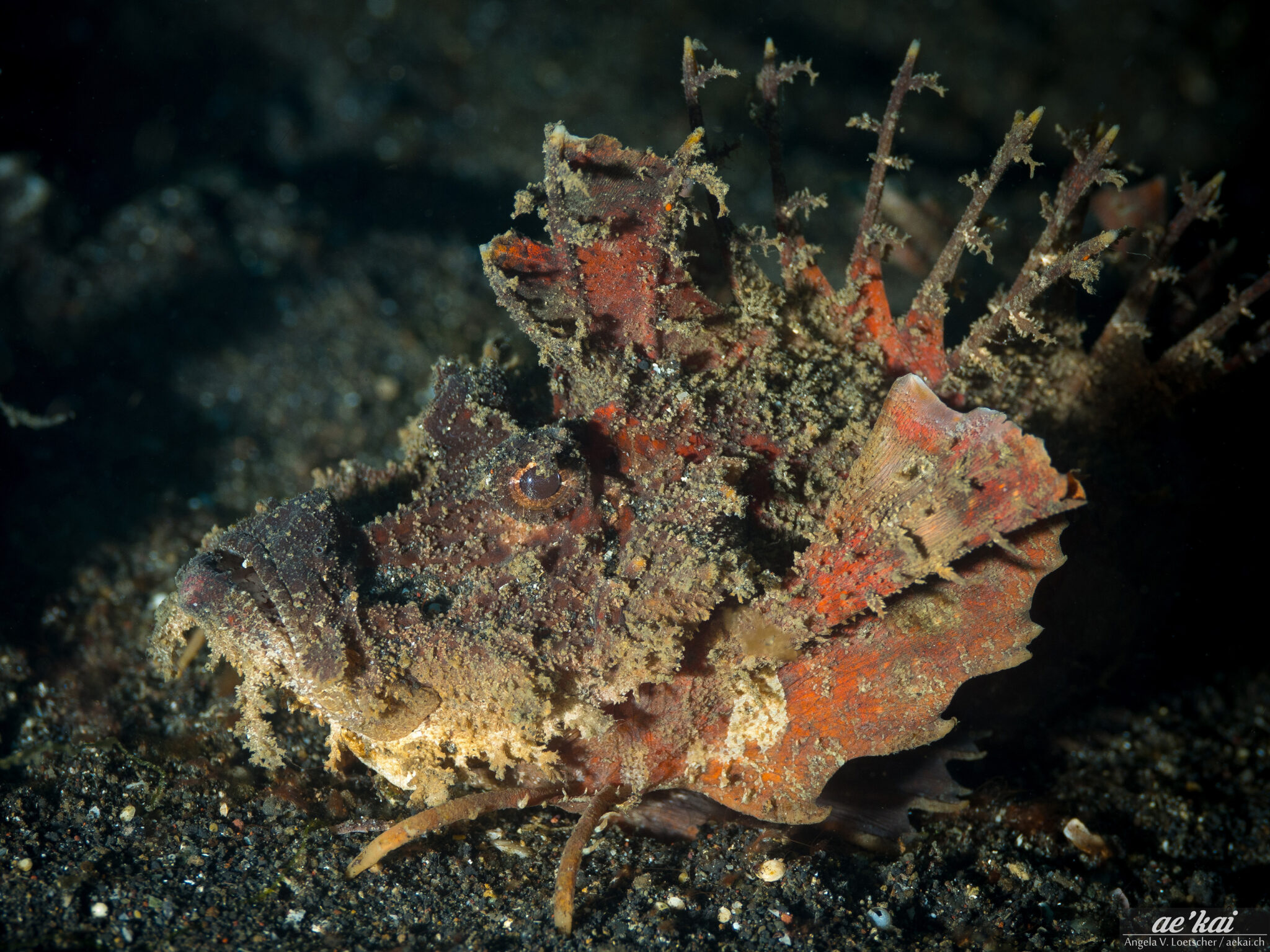 Inimicus didactylus – Angela V. Loetscher PHOTOGRAPHY