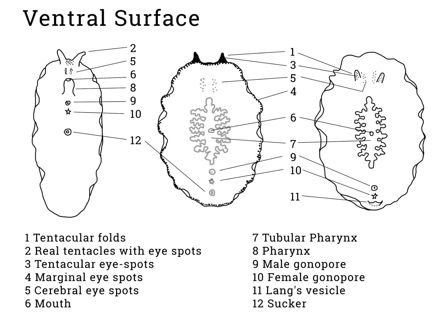 Polycladida – Angela V. Loetscher PHOTOGRAPHY