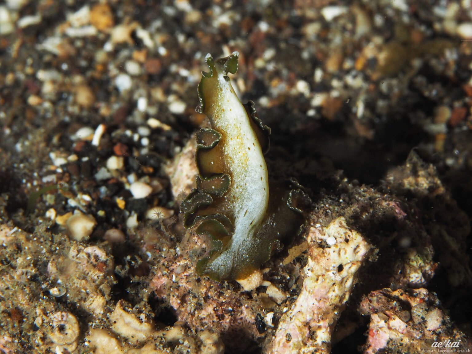 Polycladida – Angela V. Loetscher PHOTOGRAPHY