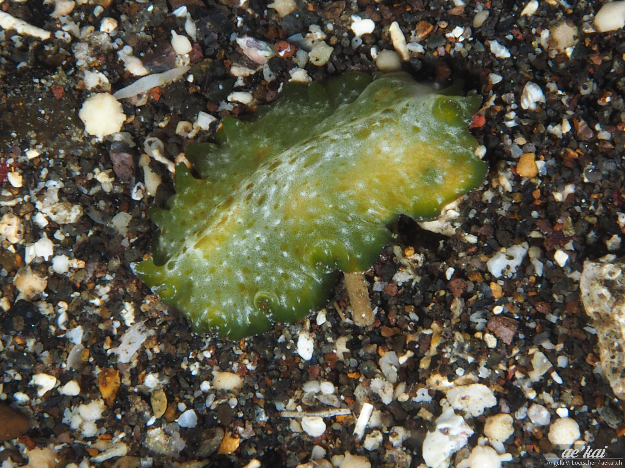 Polycladida – Angela V. Loetscher PHOTOGRAPHY