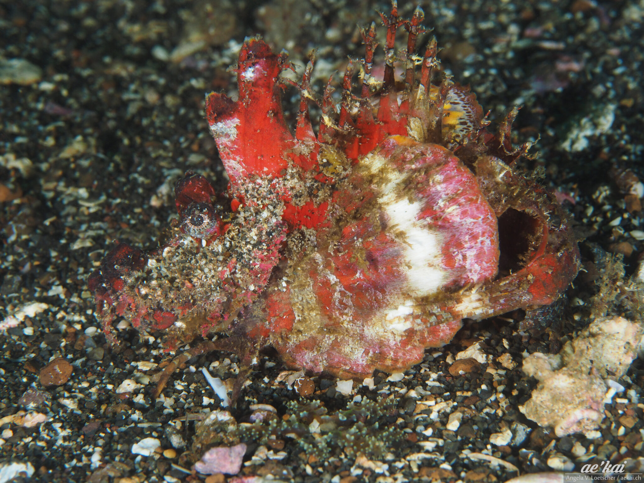 Inimicus didactylus – Angela V. Loetscher PHOTOGRAPHY