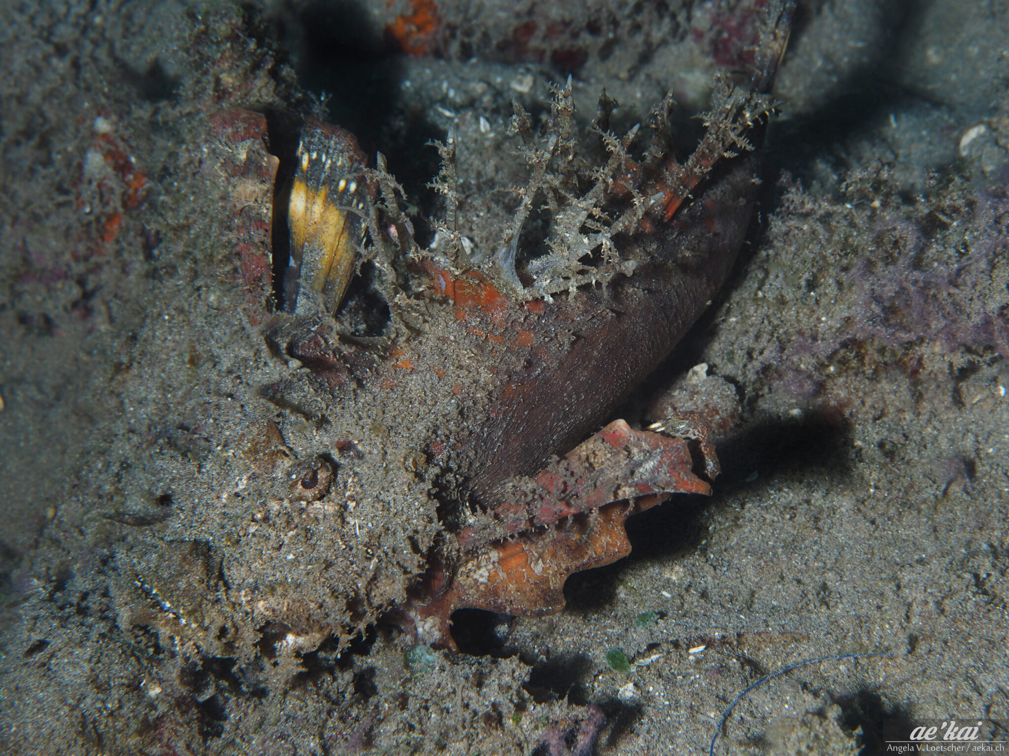 Inimicus didactylus – Angela V. Loetscher PHOTOGRAPHY